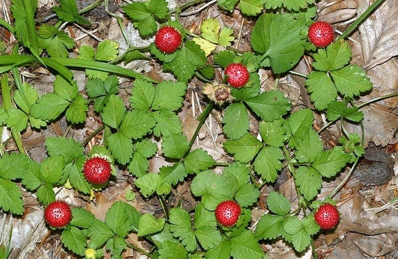 Heirloom Strawberry Varieties