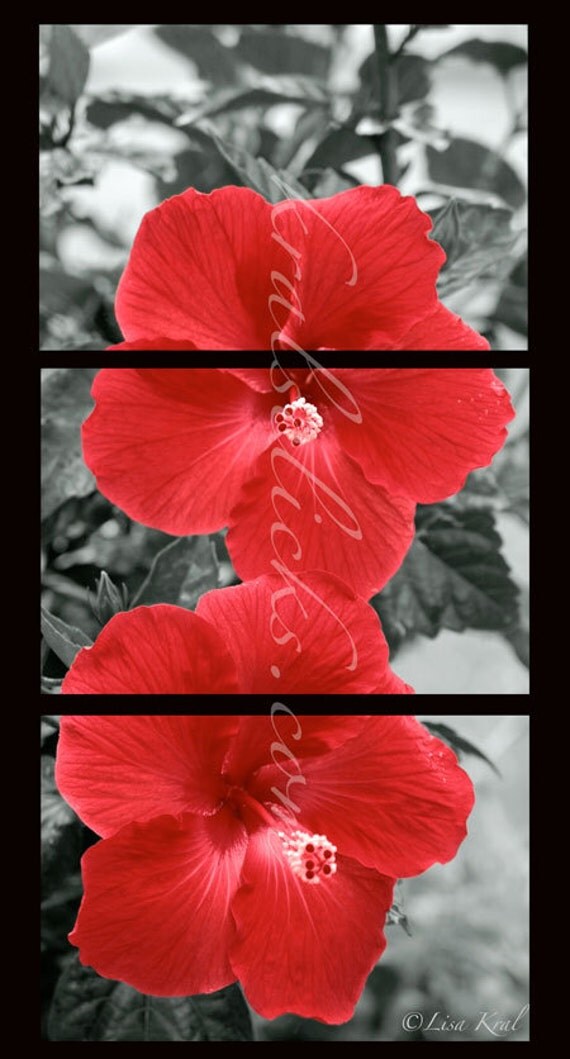 Red Hibiscus Photographs 3 Piece Print Set black white red
