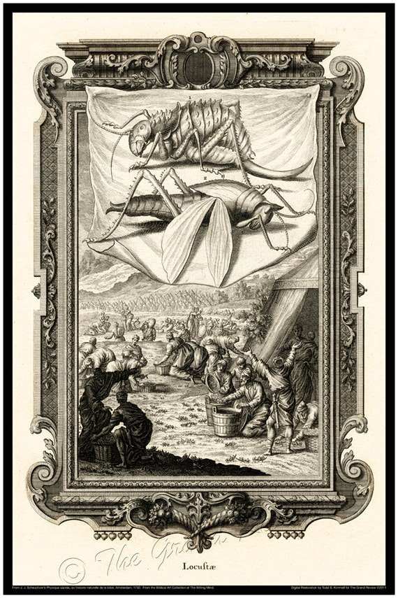 Biblical Plague of Locusts Print Scheuchzer Physica Sacra