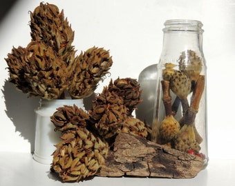 Dried seed pods | Etsy