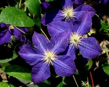 Unique clematis plant related items | Etsy