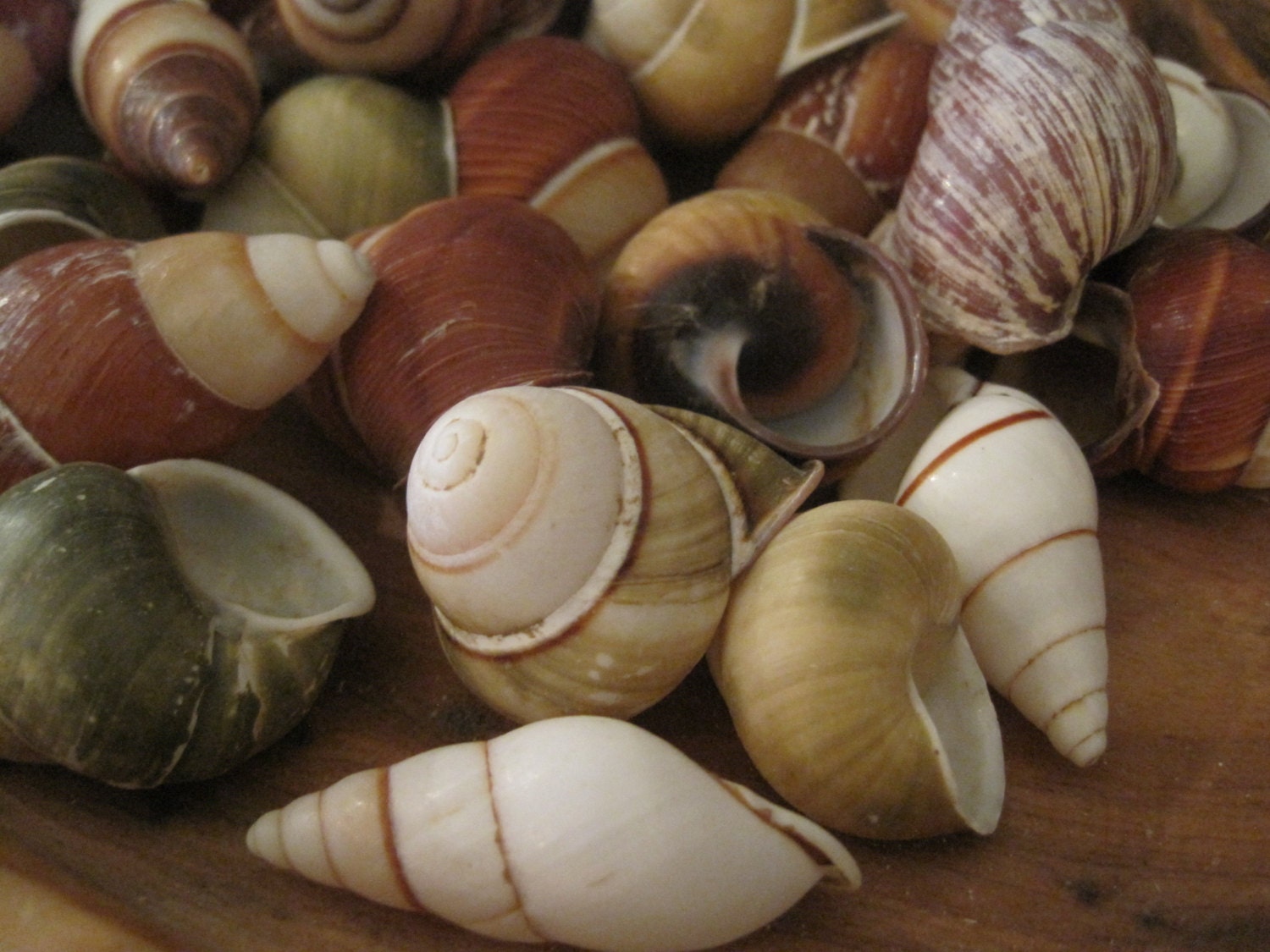 Beach Decor Assorted Snail Shells 5 Nautical Decor