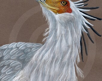 Items similar to Blue Secretary Bird - Hand Colored Biological ...