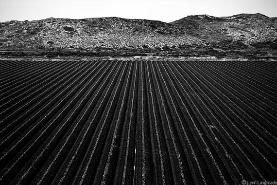 Black and White Photography farm field harvest landscape