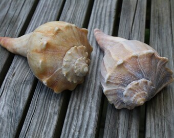 Popular items for whelk sea shells on Etsy