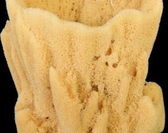 Popular items for sea sponges on Etsy