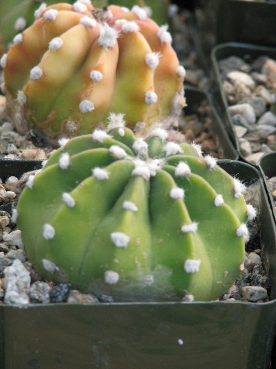 Echinopsis Fuzzy Cactus Plant