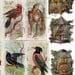 Birds Number 7 Digital Download Collage Sheet by PaulaMontgomeryCS