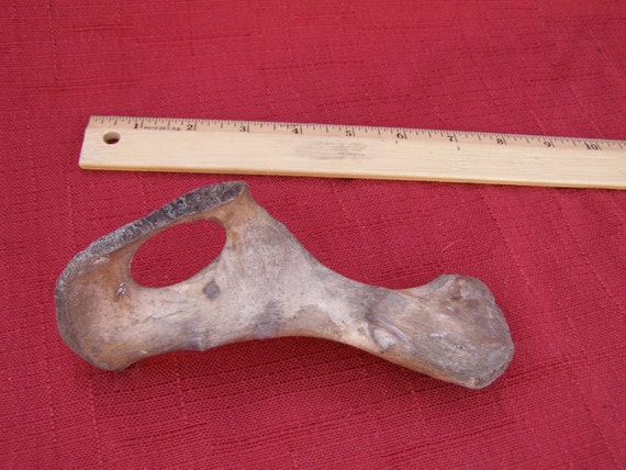 WOLF PELVIS BONE Real Hip Animal Bones Skeleton by TheCoyoteWoman