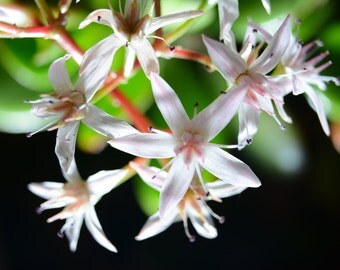 Macro flower photograph, white blossoms of a jade plant, black ...