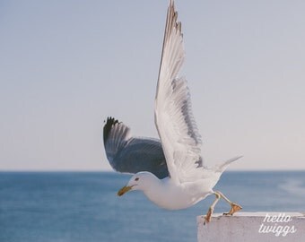 Seagull Photography, Bird Beach Wall Art, Periwinkle, White, Pale ...
