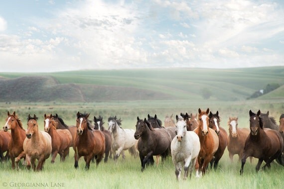 Horse Photography Running Horses in Countryside Scenic