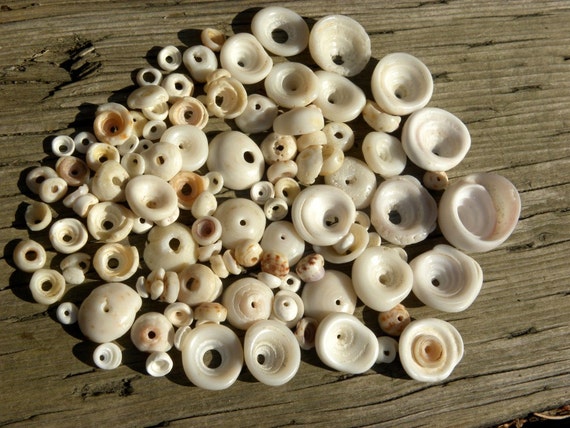 Hawaiian Puka Shells for jewelry 120 Shells in tiny by GlassLynx