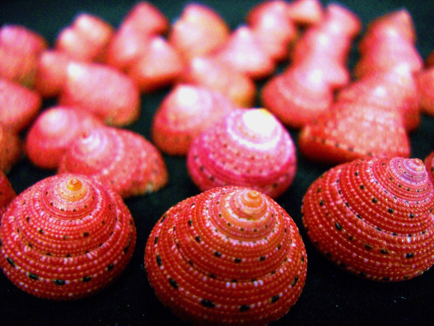 Multipack 3/4 strawberry top shells seashell ocean