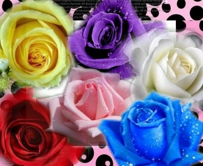 Red Pink Purple Blue Flowers