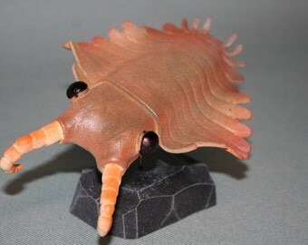 Anomalocaris | Etsy