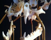 Items similar to Exploded Bobcat Skull in glass dome taxidermy oddities ...