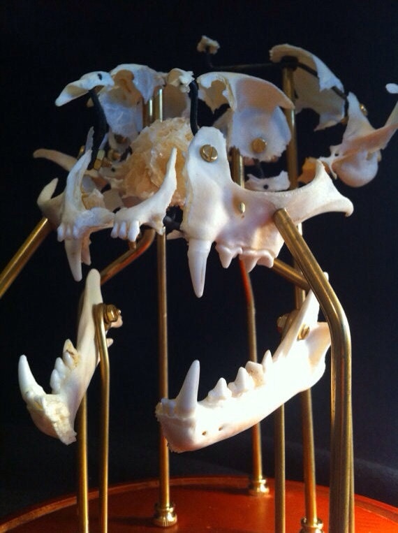 Items similar to Exploded Bobcat Skull in glass dome taxidermy oddities ...
