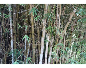 Popular items for bamboo tree on Etsy