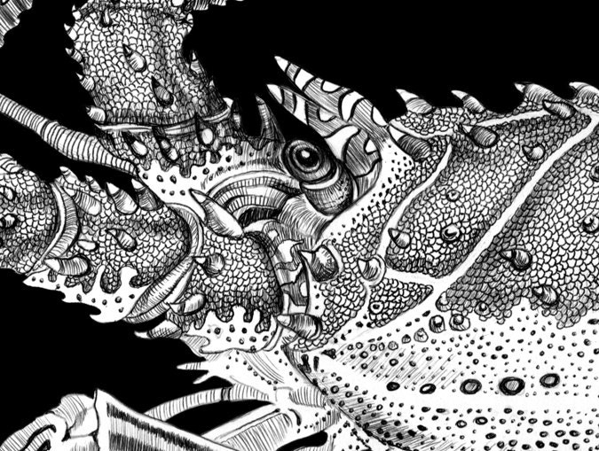 Spiny Lobster Ink Drawing