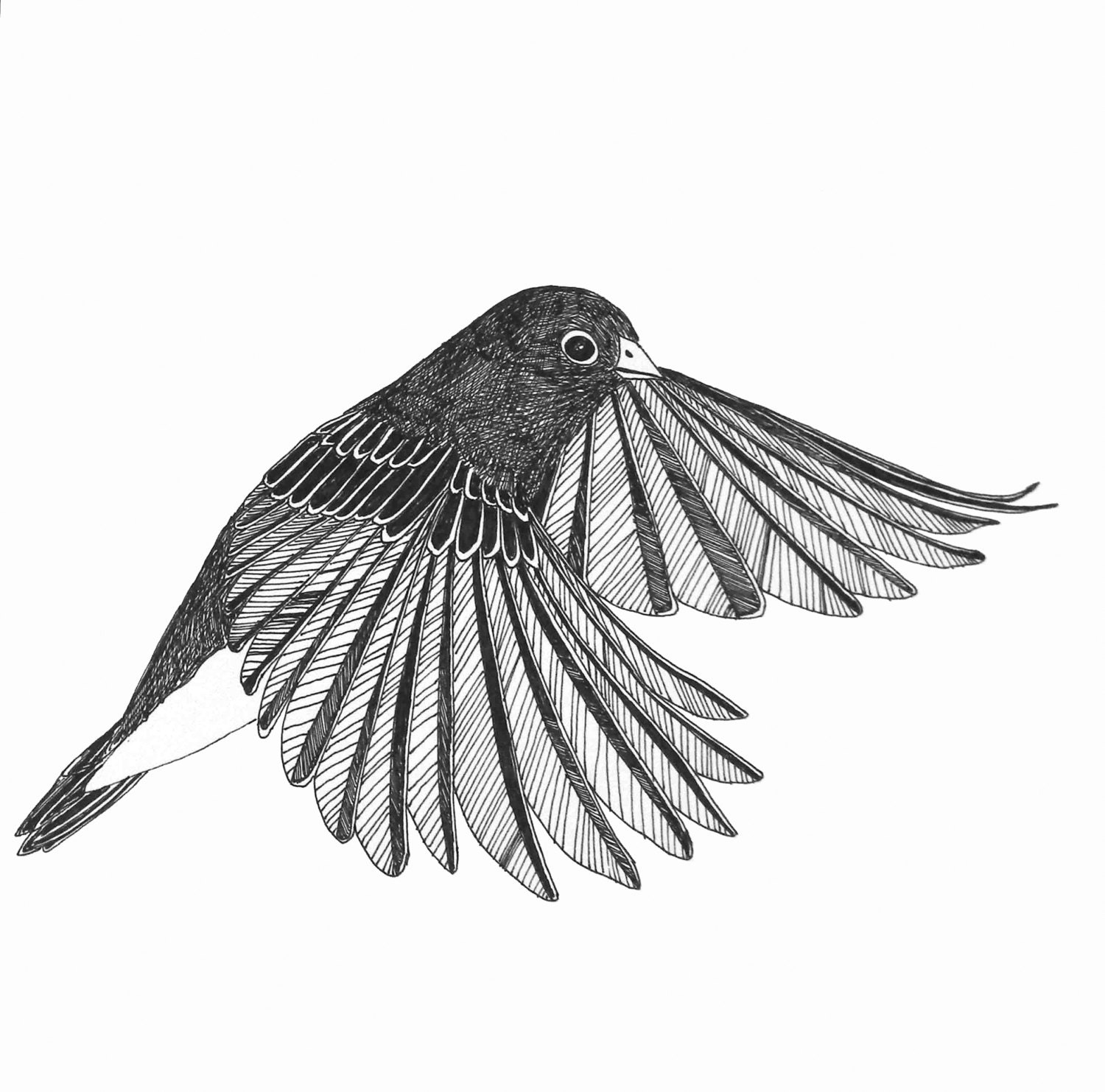 Flying Bird Drawing