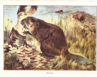 Unique beaver art related items | Etsy