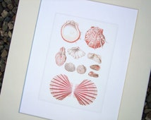 Popular items for shell drawings on Etsy