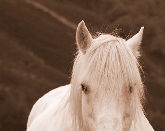 Fantasy art surreal horse photo magical nursery art girls