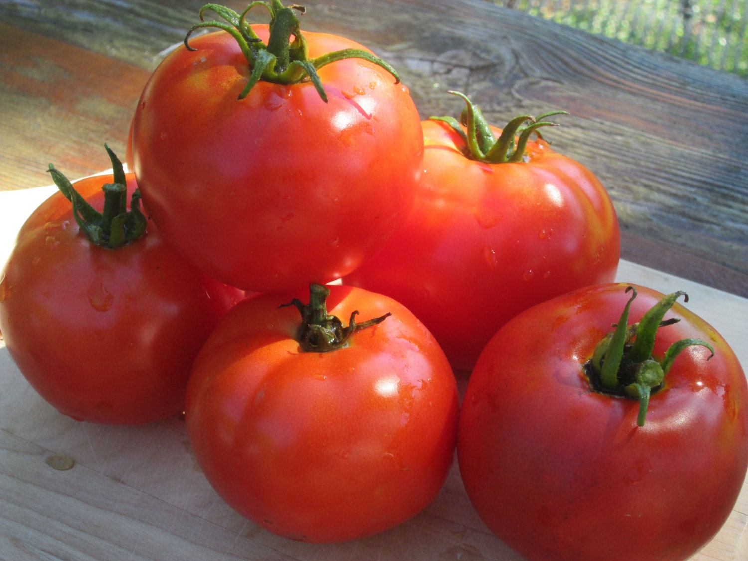 Oregon Spring Heirloom tomato CERTIFIED ORGANIC 1 packet 25