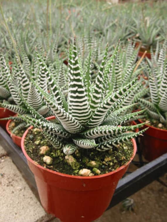 Haworthia Zebra Succulent Plant