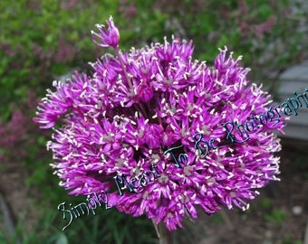 Purple pelican | Etsy