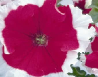 Petunia flower | Etsy