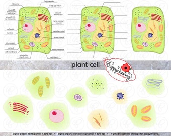 Popular items for animal cell on Etsy