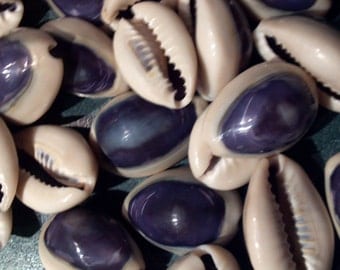 Purple cowrie shells | Etsy