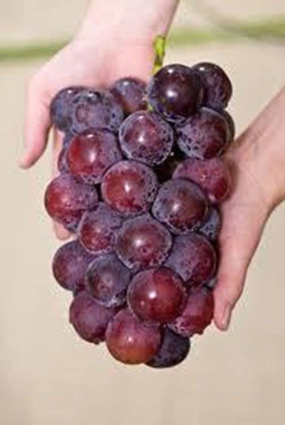 5 Giant red grapes-1003