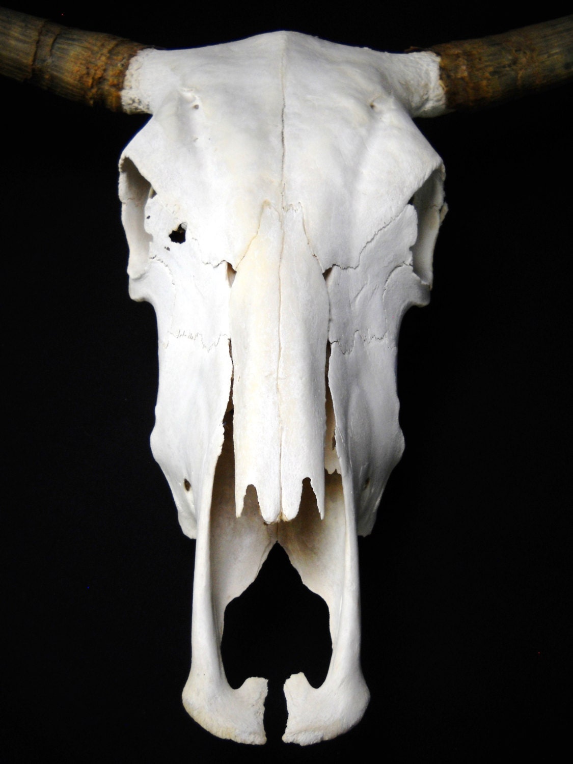 BIG steer skull Real Bone cow bull Animal Skulls Taxidermy