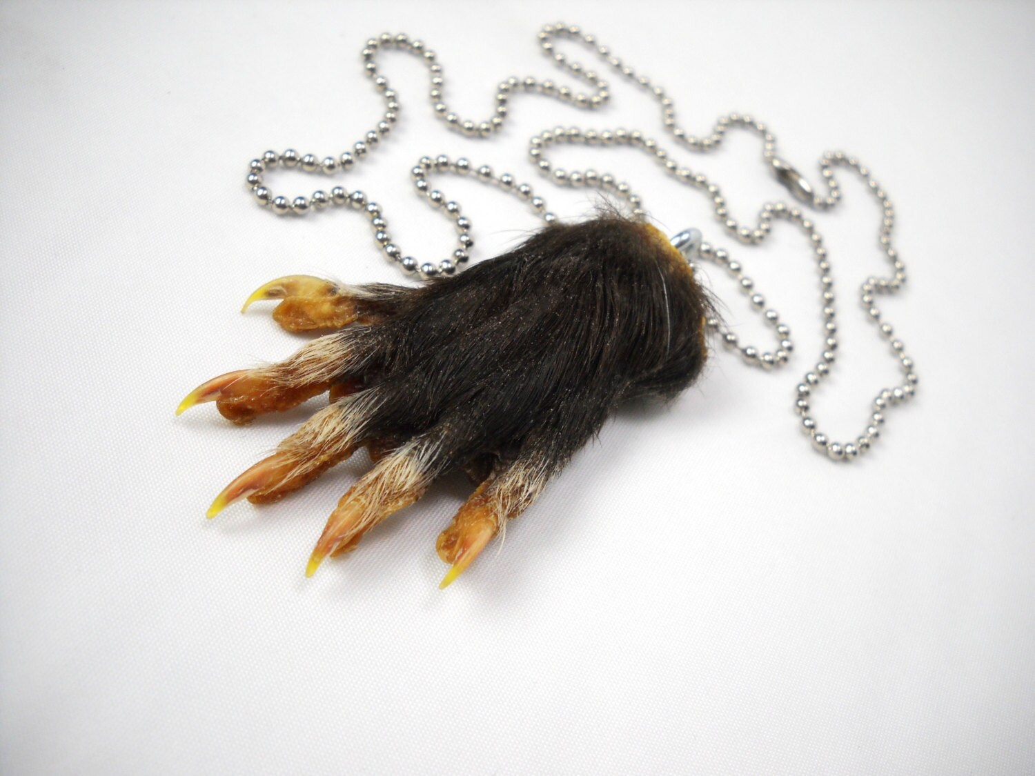 Possum Foot Necklace or Key chain Real Paw Taxidermy opossum