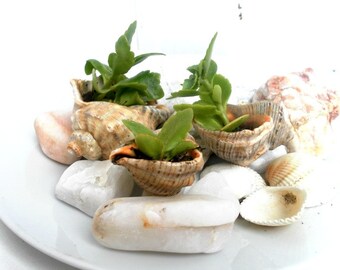 Snail shell planter | Etsy