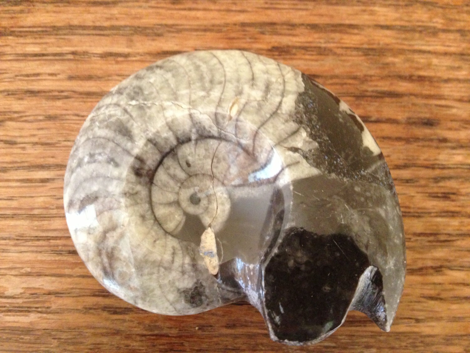 Nautilus Beautiful Polished Ammonite Fossil-3