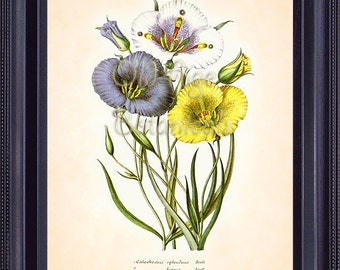 Botanical Print EDWARDS 8x10 Vintage Art by OldAgeBotanicals