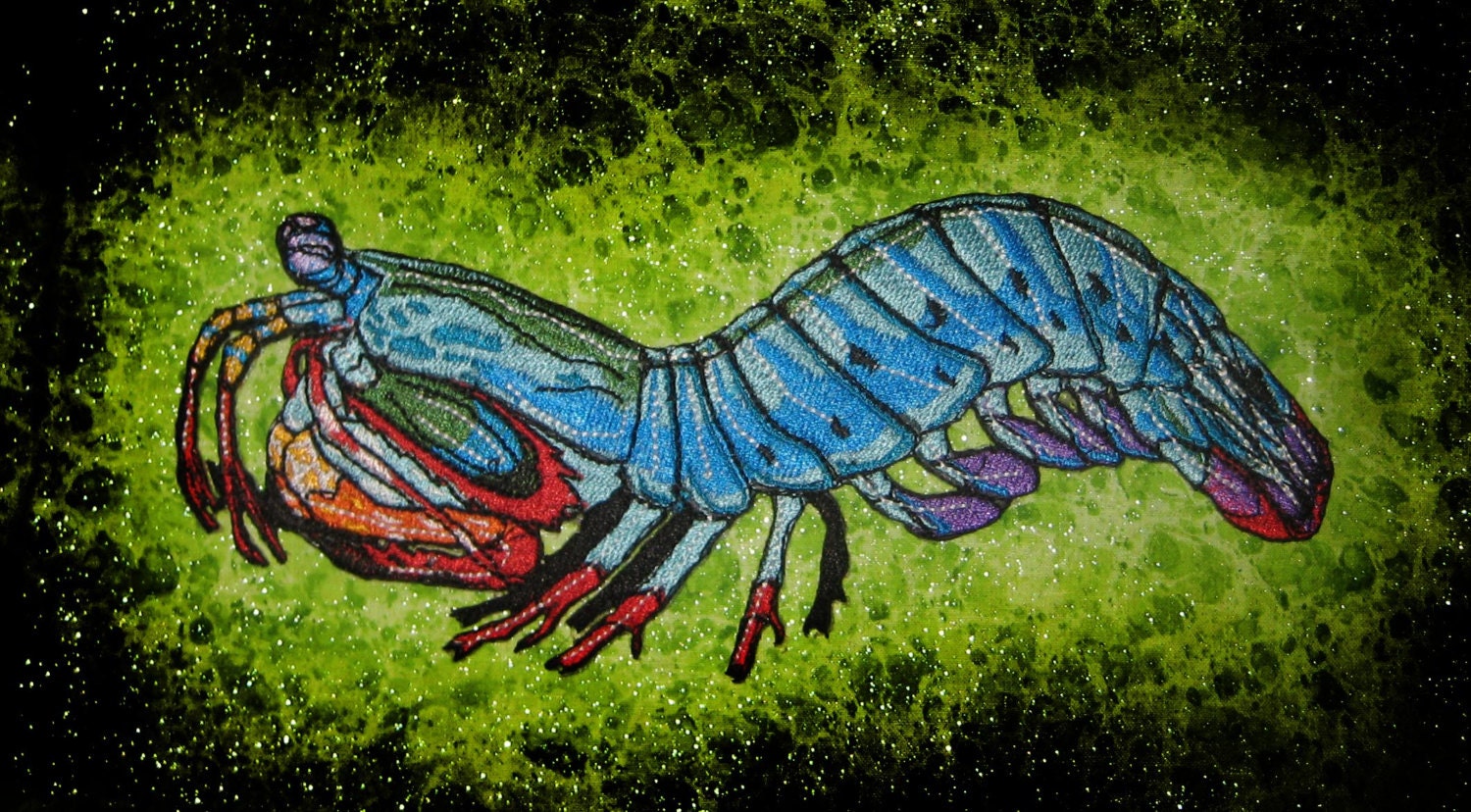 Rainbow Peacock Mantis Shrimp Odontodactylus scyllarus Iron on