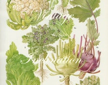 Unique cauliflower art related items | Etsy