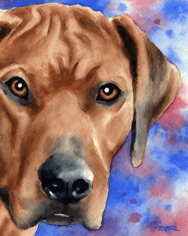 RHODESIAN RIDGEBACK Art Print Watercolor Painting Signed by