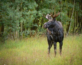 Unique moose bell related items | Etsy