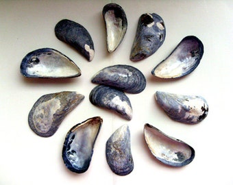 Items similar to Mussel Shells Watercolor Painting Print on Etsy