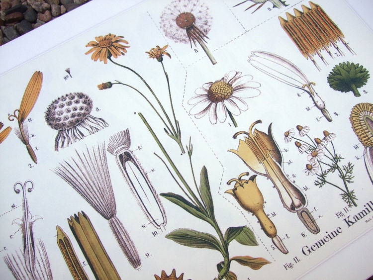 Botanical Educational Chart of Dandelion and by paperwords11