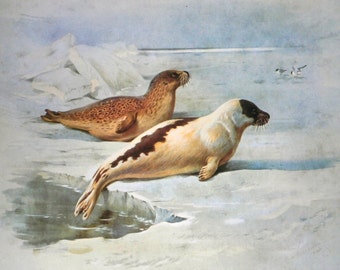 2 x Big Eyed Art framed prints Francoise Soulet by TheLuckyFox