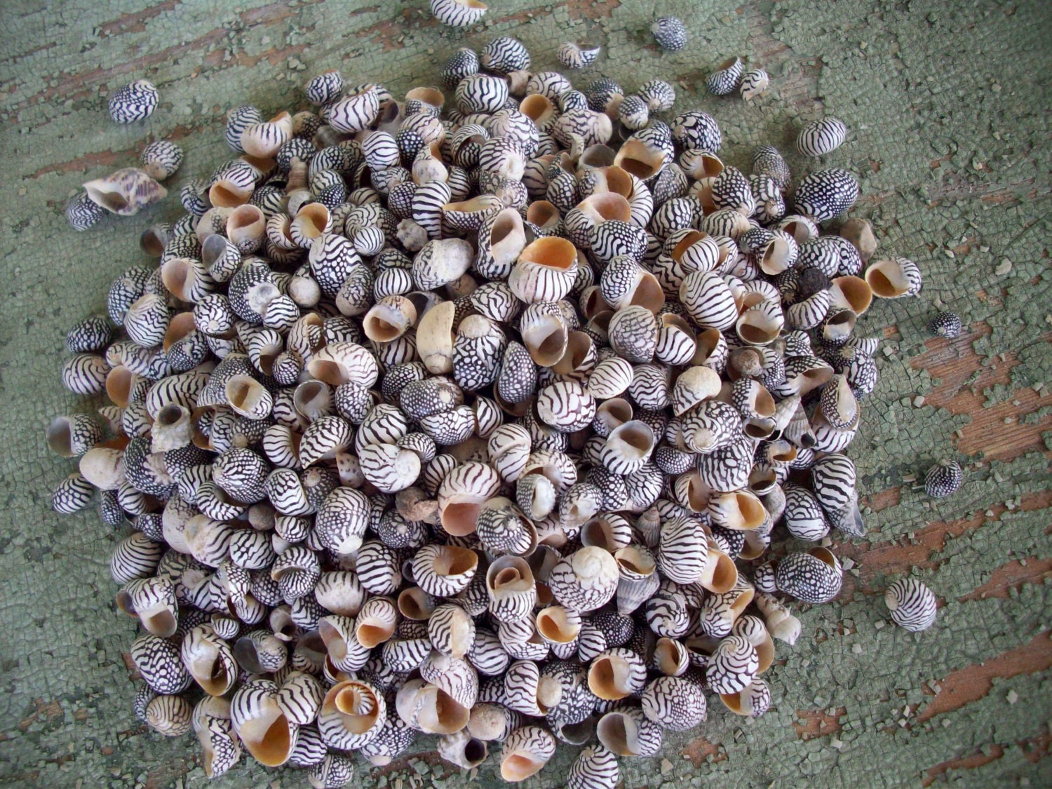 Beach Decor .5oz Zebra Nerites Seashells Tiny Shells