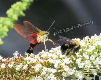 Hummingbird moth | Etsy