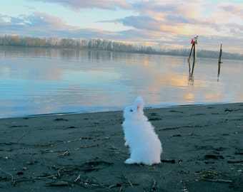 Beach Bunnies 2 Fine Art Bunny Photography Home Decor Nursery